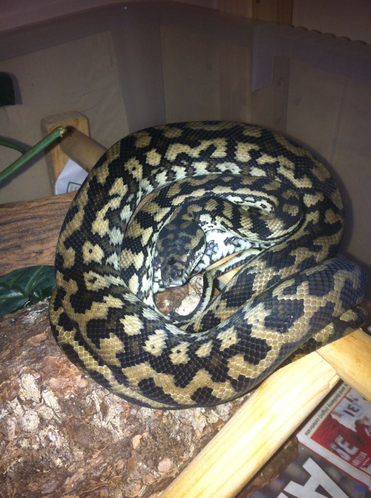 Coastal Carpet Python Thread | Page 12 | Reptile Forums