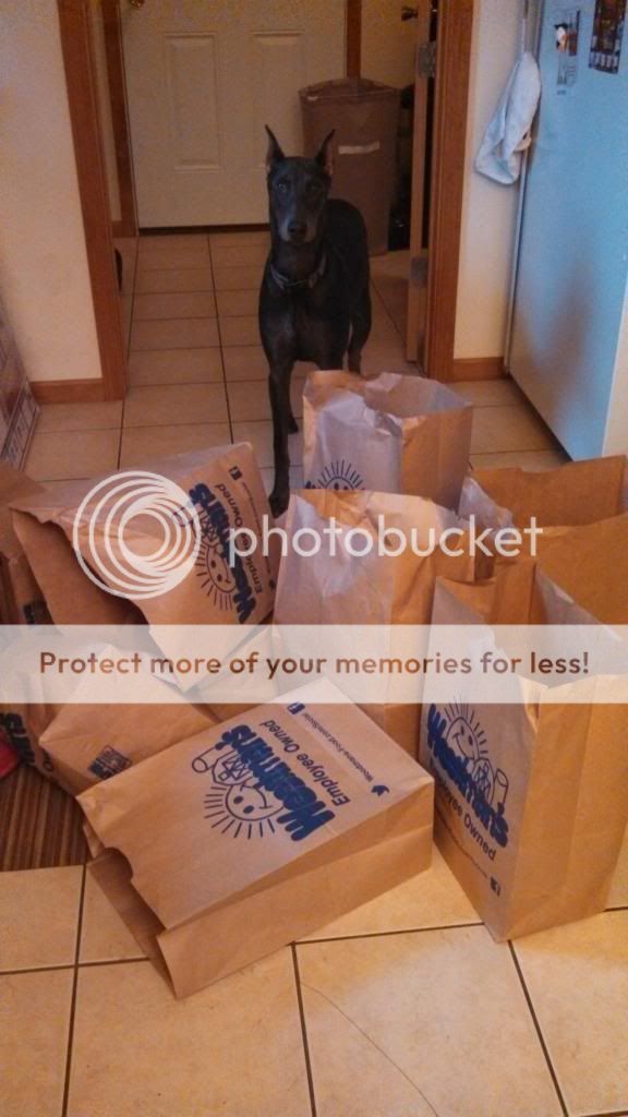 Brinks is 8 months old today!! With pics of course :) | Doberman Forum ...