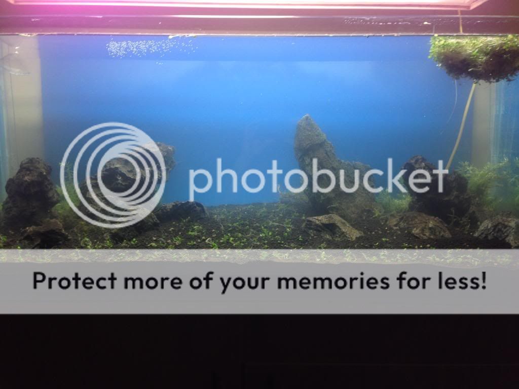 Custom 75g Rimless Aquarium | The Planted Tank Forum