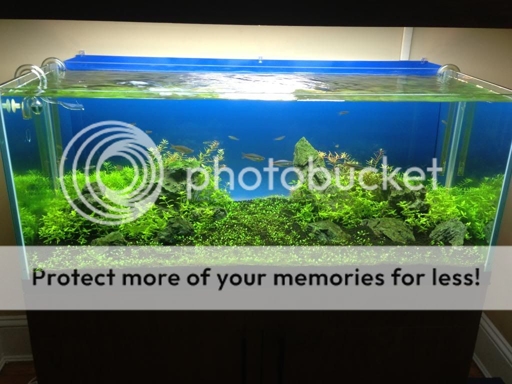 Custom 75g Rimless Aquarium | The Planted Tank Forum