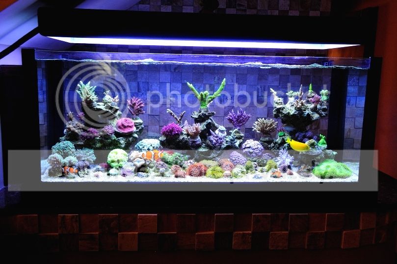 Build Thread - Manochio Reef - Closed-loop system. | Reef2Reef