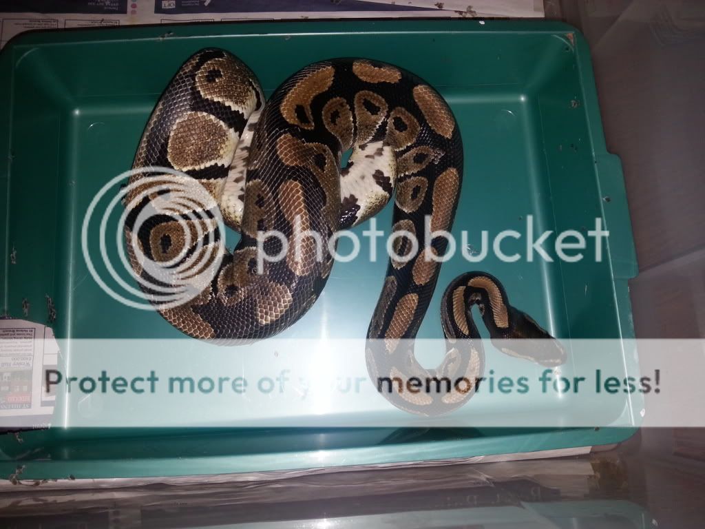 NW England - Male CB08 Normal Royal Python. | Reptile Forums
