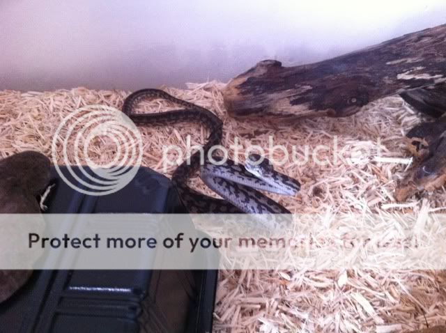 Aggressive Carpet Python | Reptile Forums